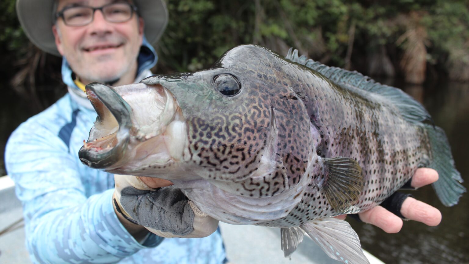 rainbow bass – nicaragua - Robert Slameczka
